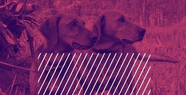 Hunting in Sales: Why You Need Hunters in Sales AND in Marketing